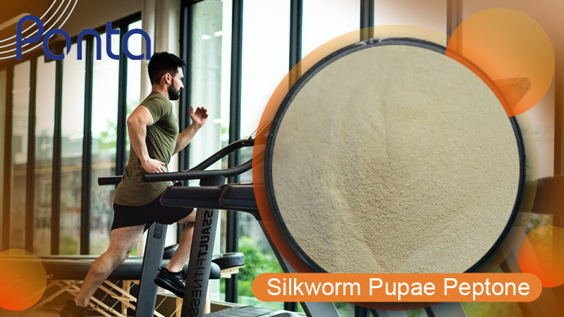Silkworm Pupae Peptone - Hangzhou Panta Trading Co.,Ltd