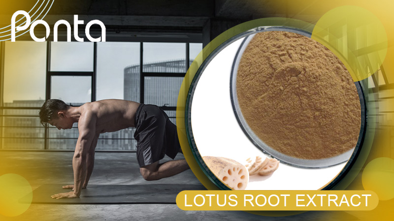 Lotus Root Extract - Hangzhou Panta Trading Co.,Ltd