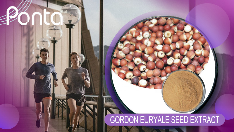 Gordon Euryale Seed Extract - Hangzhou Panta Trading Co.,Ltd