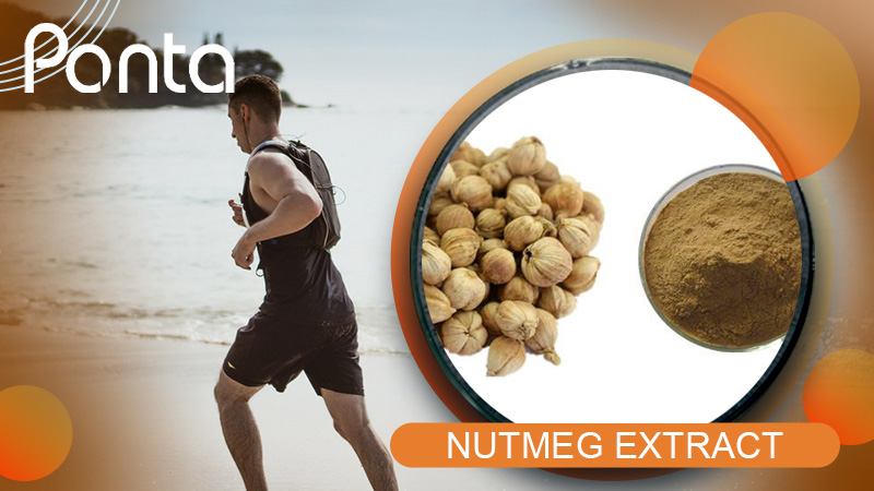 Nutmeg Extract - Hangzhou Panta Trading Co.,Ltd